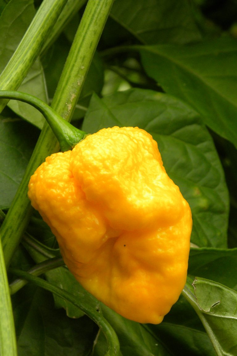 Trinidad moruga scorpion yellow - Extra hot pepper All types - Linea ...