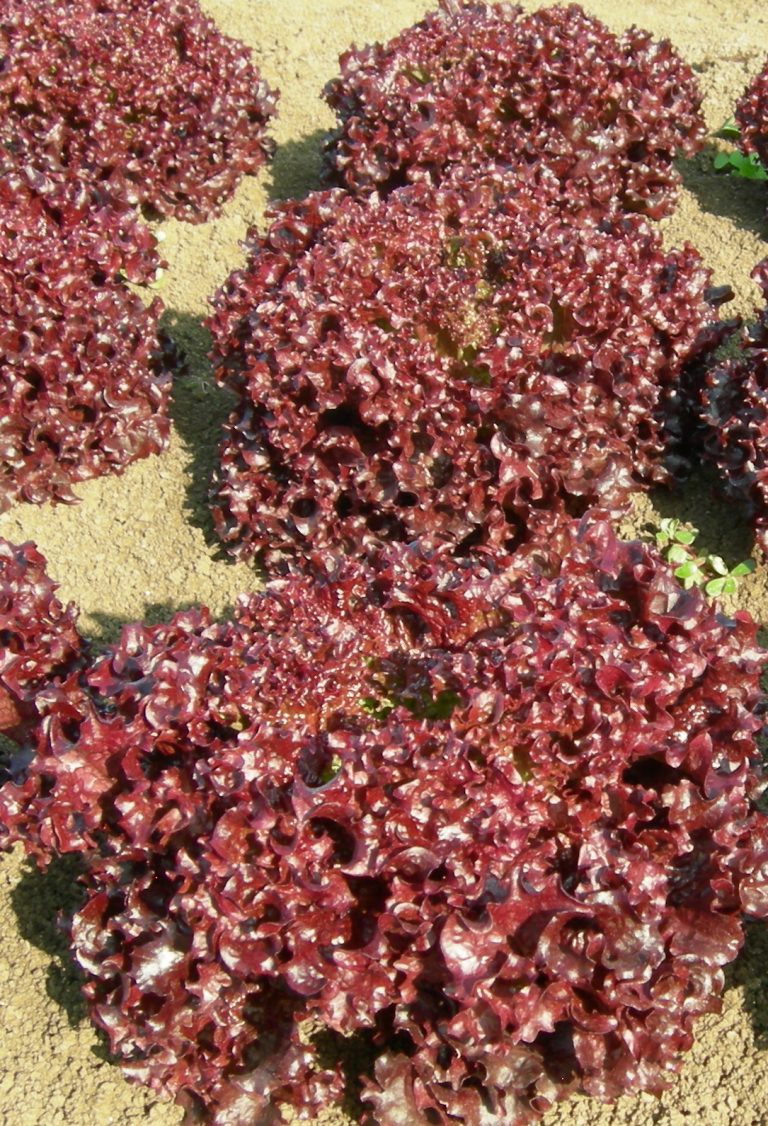 Lollo rossa - Lettuce Lollo - Linea Professionale