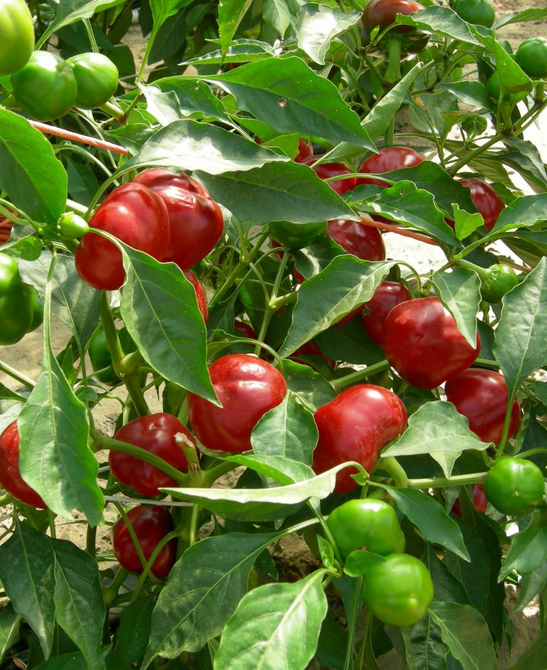 Peppino F1 - Peperone Piccante - Linea Professionale