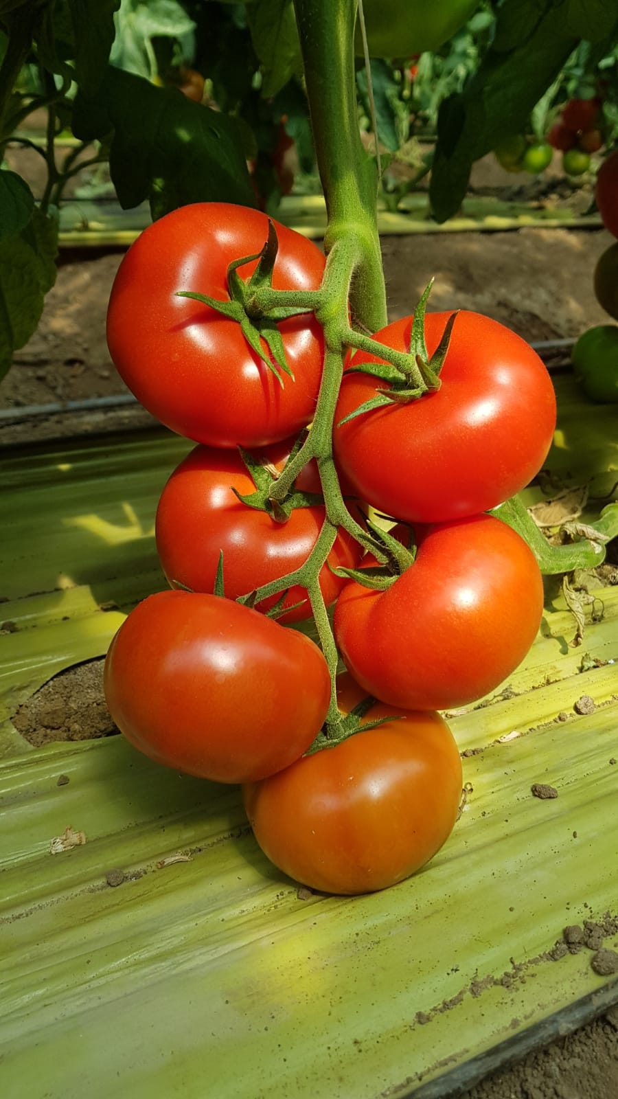 New variety 2020/21: Round tomato 116120 F1 - Linea Professionale