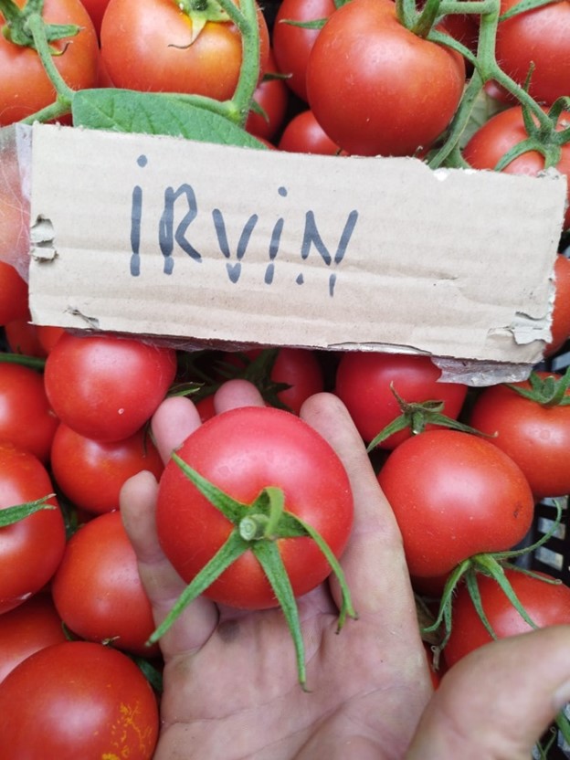 Sais tomatoes perform well in Romania - Linea Professionale